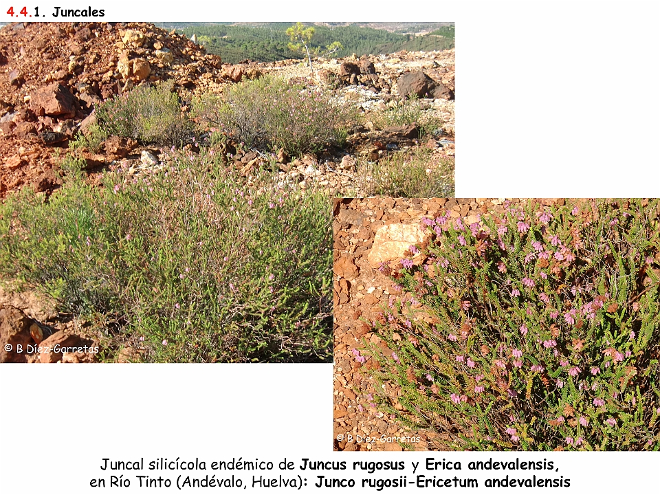 Comunidades_riparias