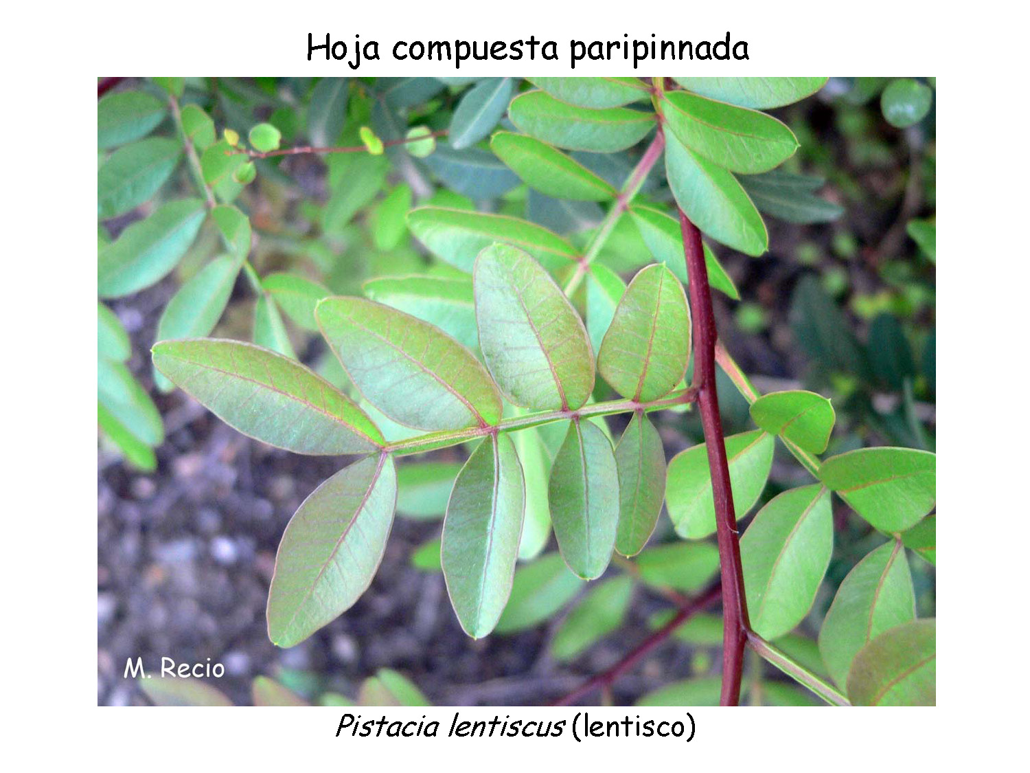Cormofitos